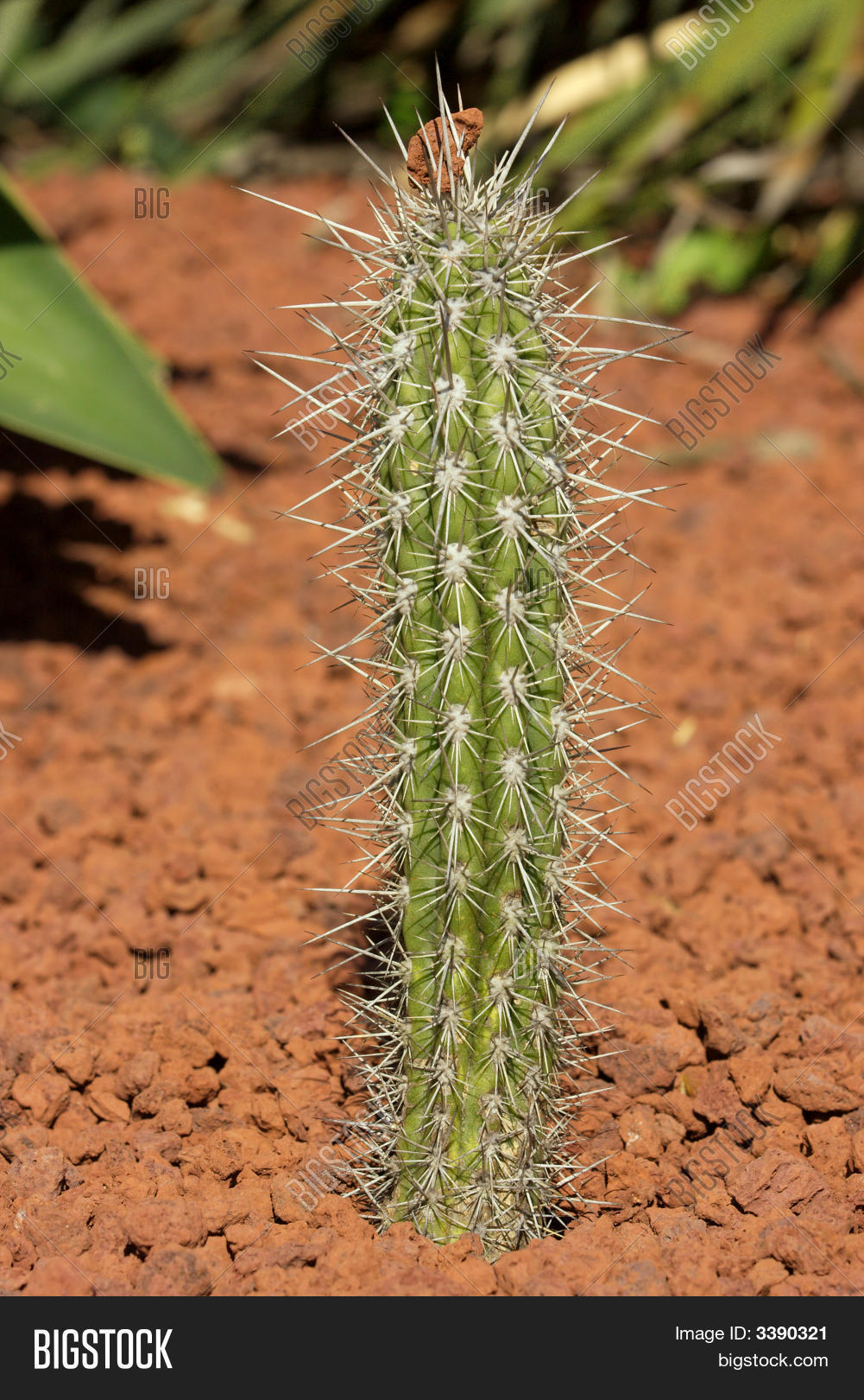 Columnar Cactus Image & Photo (Free Trial) | Bigstock