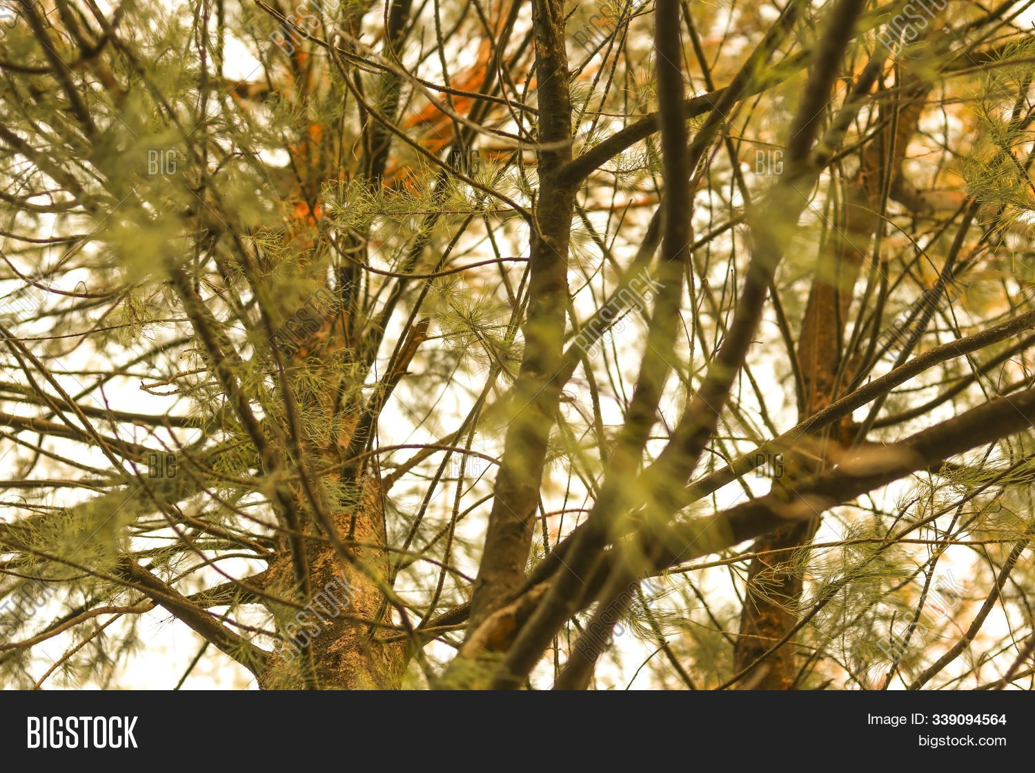 Trunk Branches Pine Image & Photo (Free Trial) | Bigstock