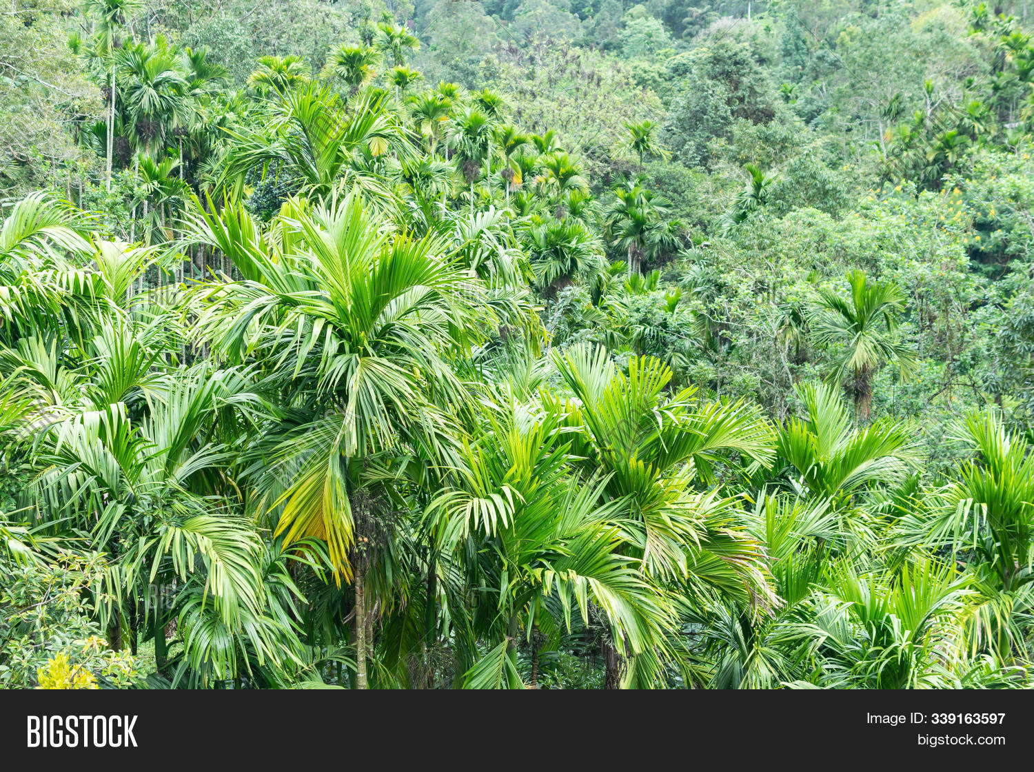 Nature Background Palm Image & Photo (Free Trial) | Bigstock
