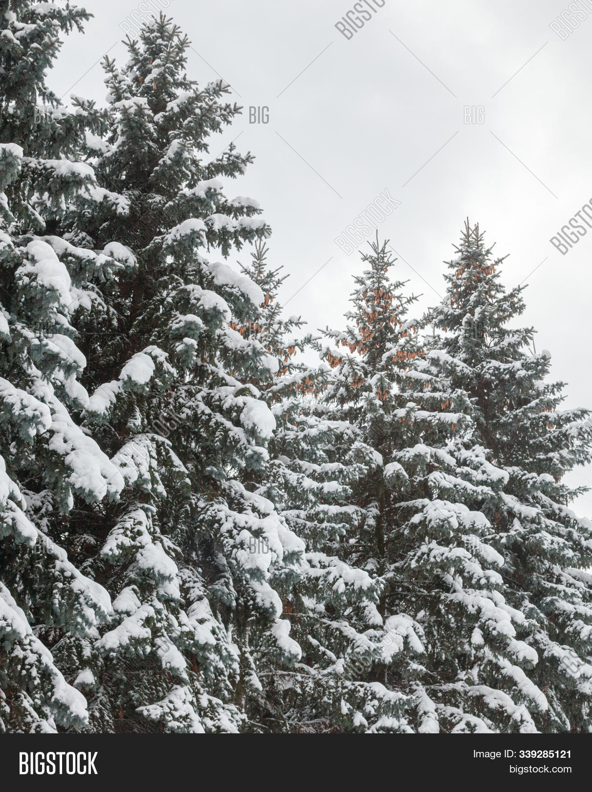 Fir Trees Snow. Winter Image & Photo (Free Trial) | Bigstock