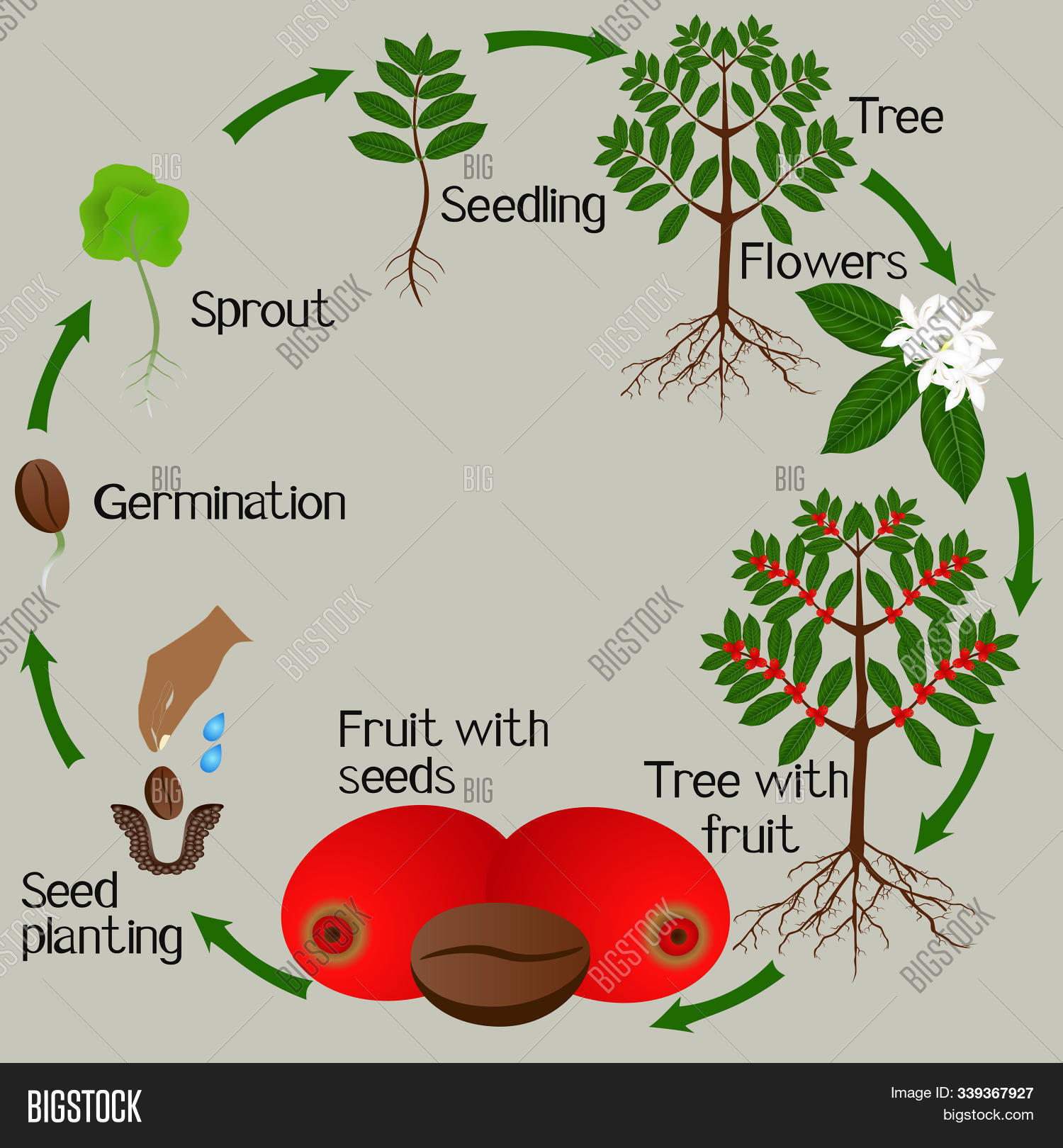 Cycle Growth Coffee Vector & Photo (Free Trial) | Bigstock