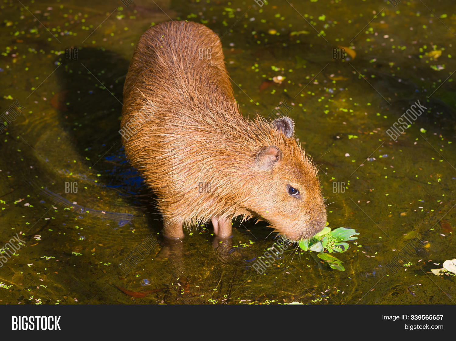 Young Capibara Close- Image & Photo (Free Trial) | Bigstock