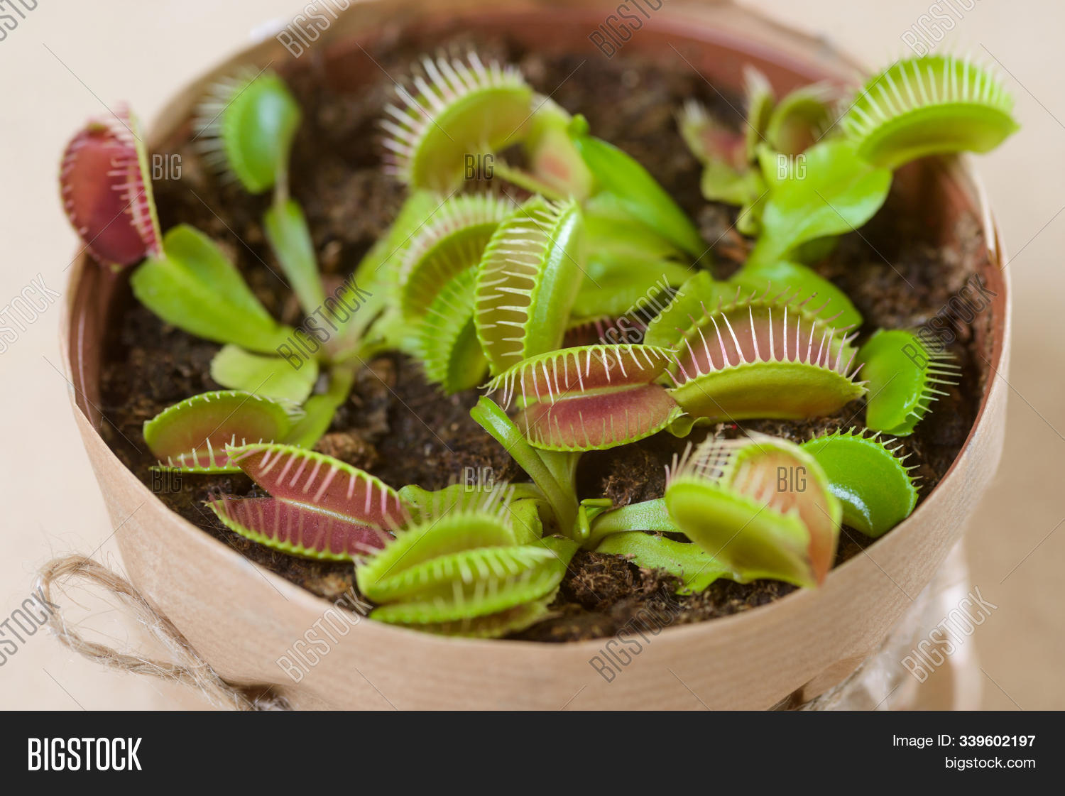 Several Venus Flytraps Image & Photo (Free Trial) | Bigstock