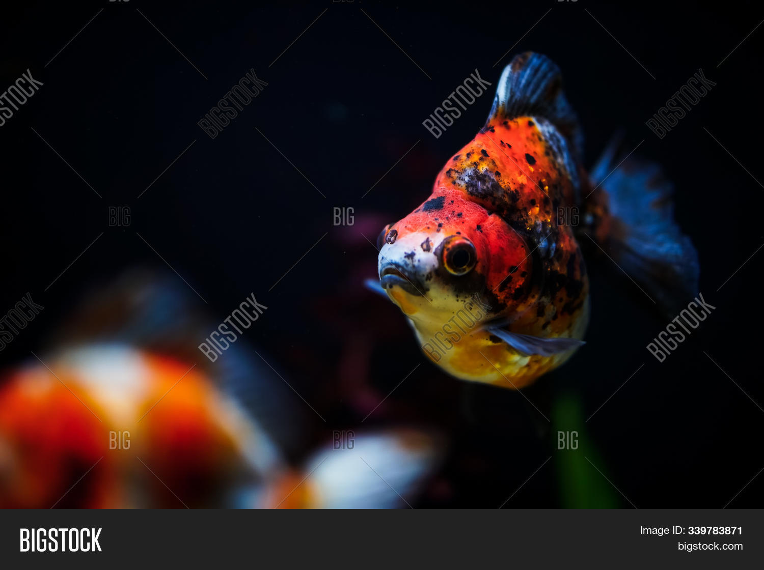 Oranda Gold Fish Image & Photo (Free Trial) | Bigstock