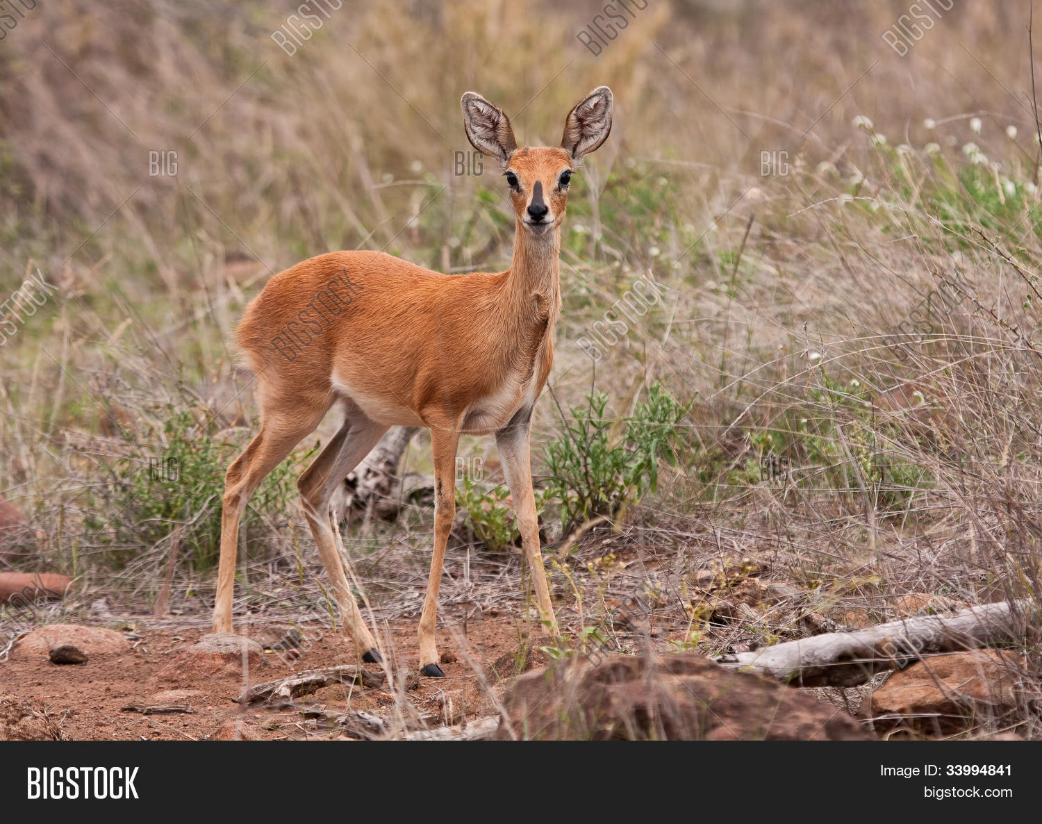 Adult Steenbuck Image & Photo (Free Trial) | Bigstock