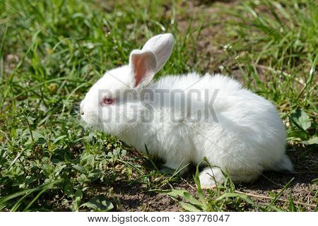 Little White Rabbit Image & Photo (Free Trial) | Bigstock