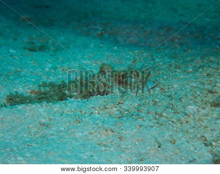 Fish Hiding On Ocean Image & Photo (Free Trial) | Bigstock