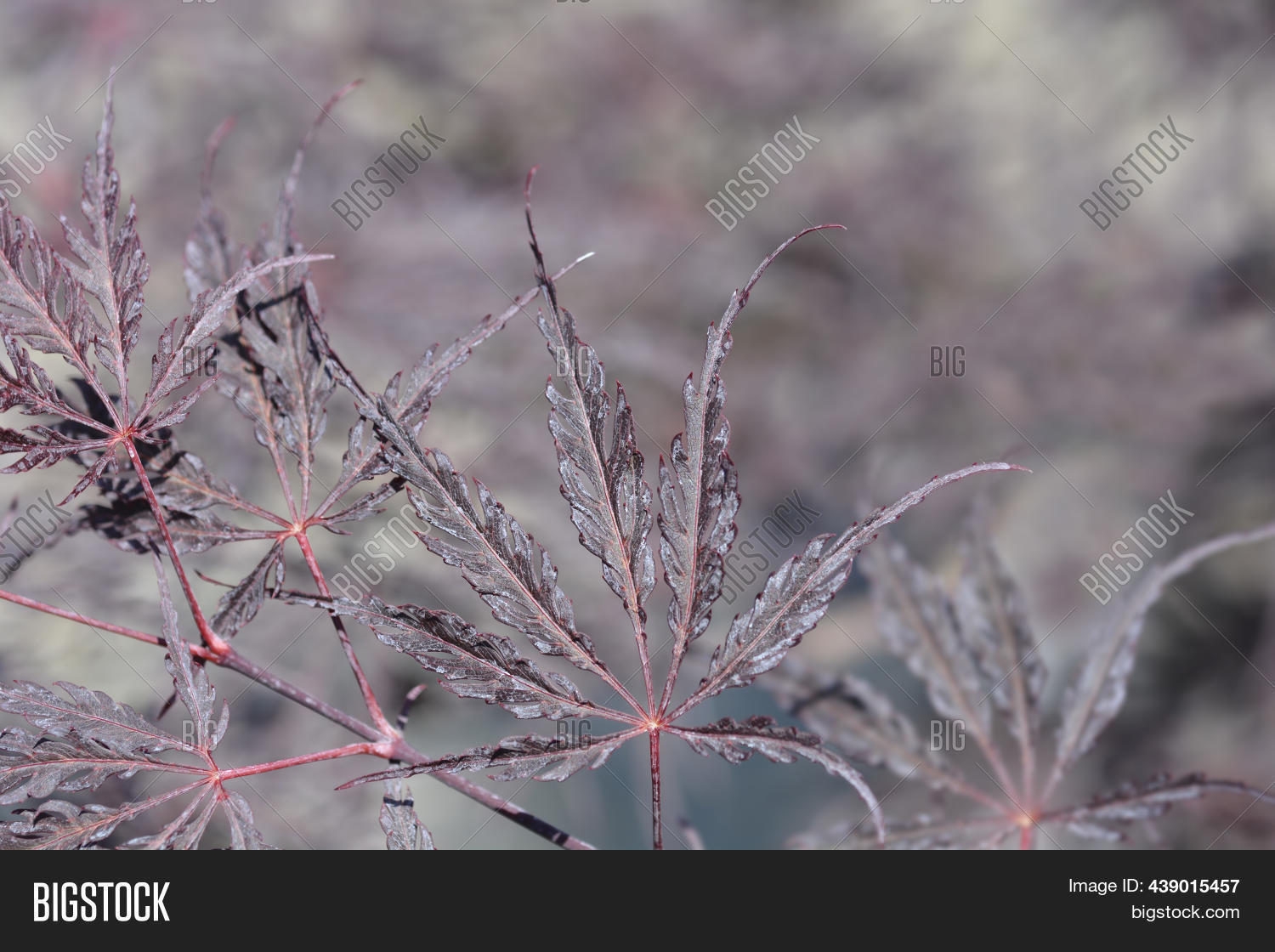 Japanese Maple Ever Image & Photo (Free Trial) | Bigstock