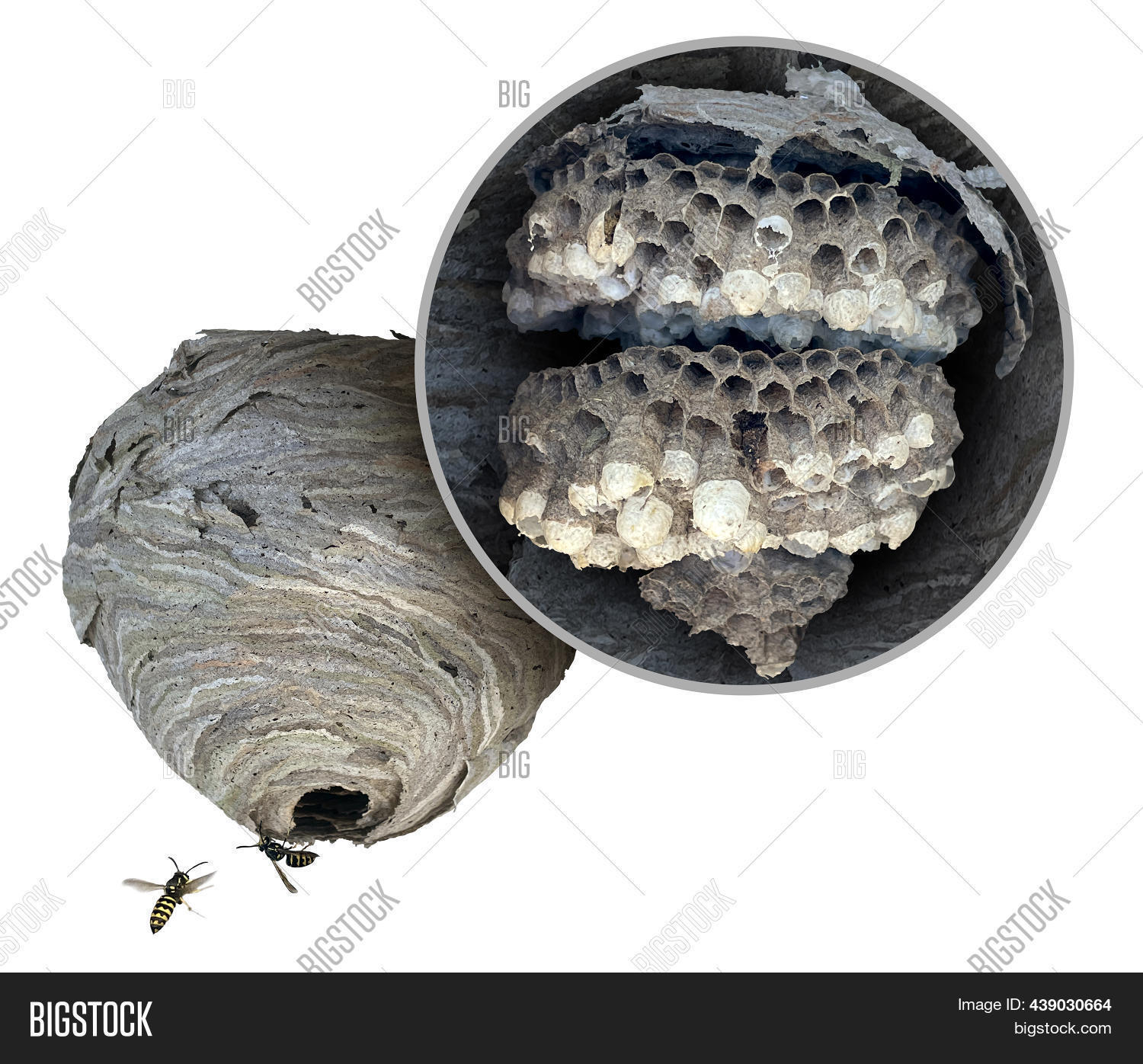 Wasp Nest Diagram Gray Image & Photo (Free Trial) | Bigstock