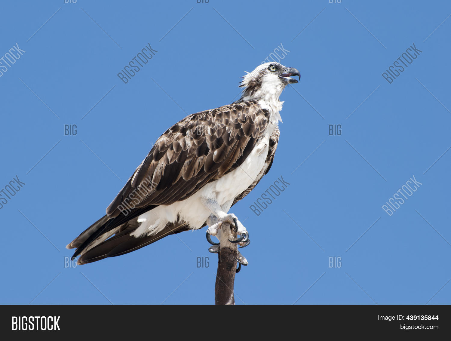 Profile Bird Prey Image & Photo (Free Trial) | Bigstock