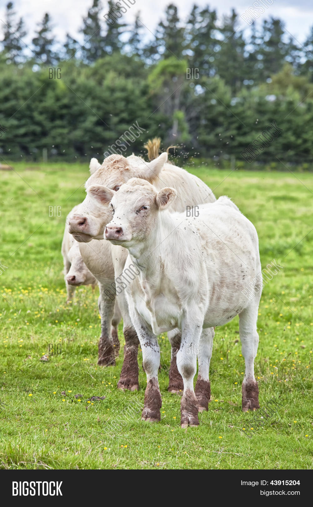 Young Charolais Calves Image & Photo (Free Trial) | Bigstock