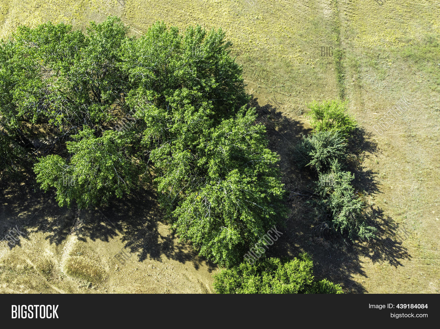 Steppe Landscape Trees Image & Photo (Free Trial) | Bigstock