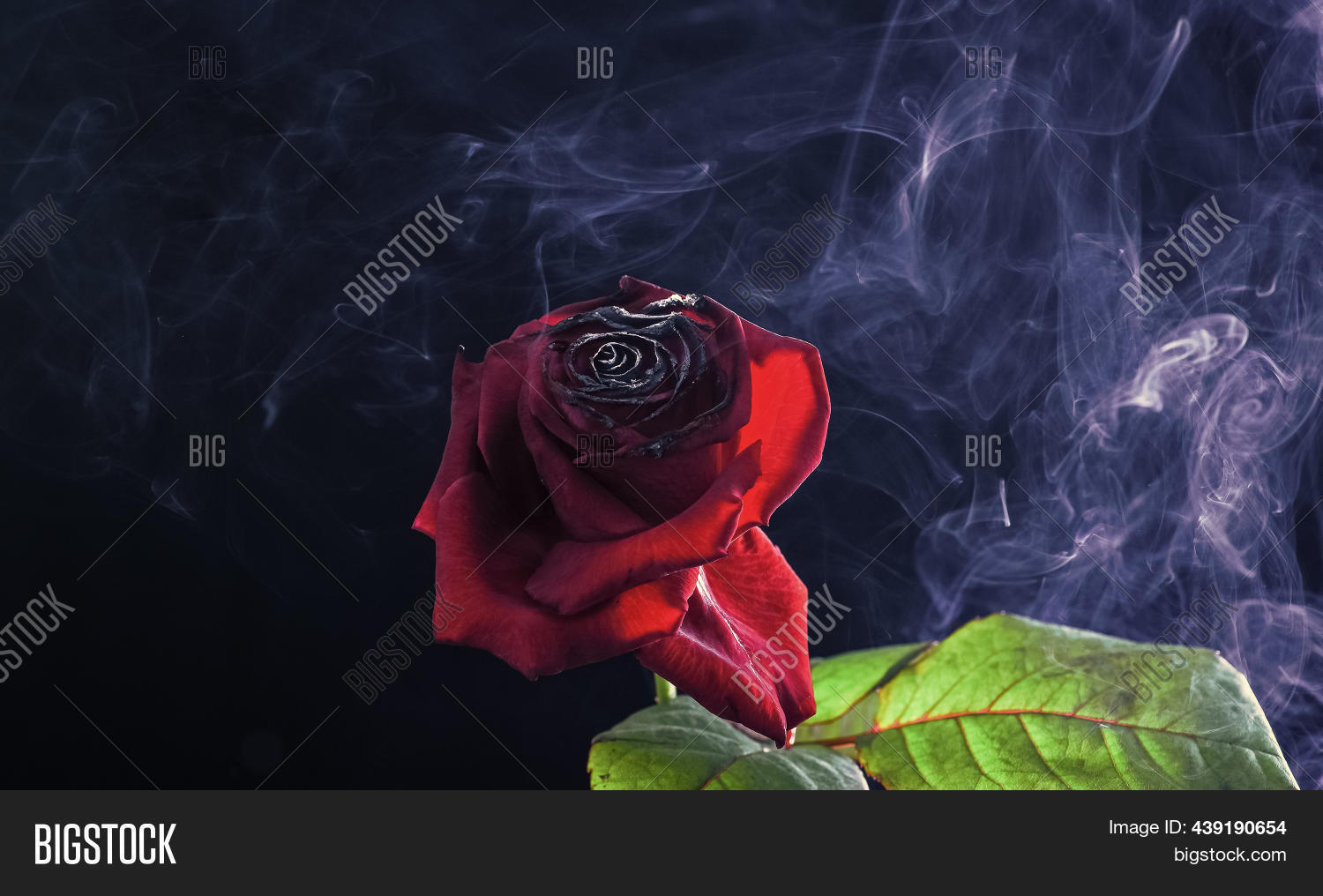 Fresh Red Rose Burned Image & Photo (Free Trial) | Bigstock