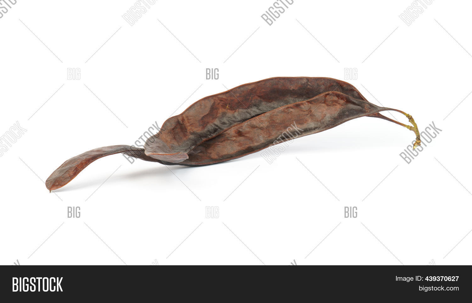 Acacia Fruits Isolated Image & Photo (Free Trial) | Bigstock