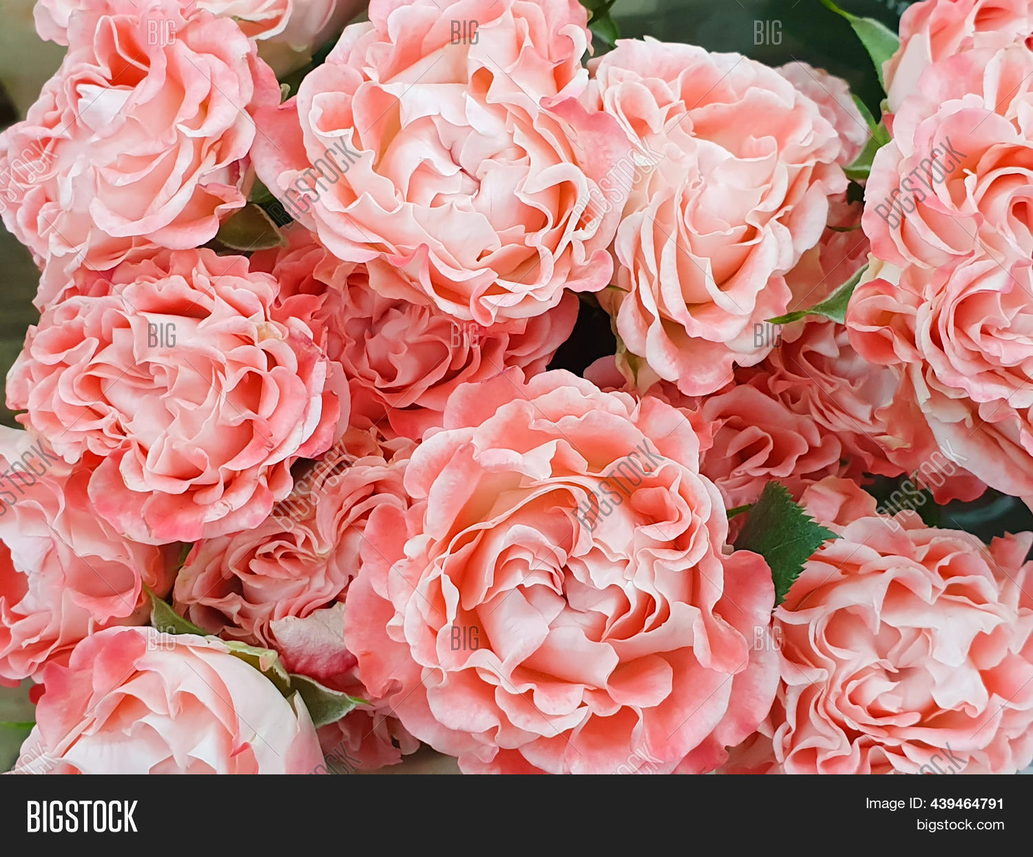 Garden Rose Powder Image & Photo (Free Trial) | Bigstock