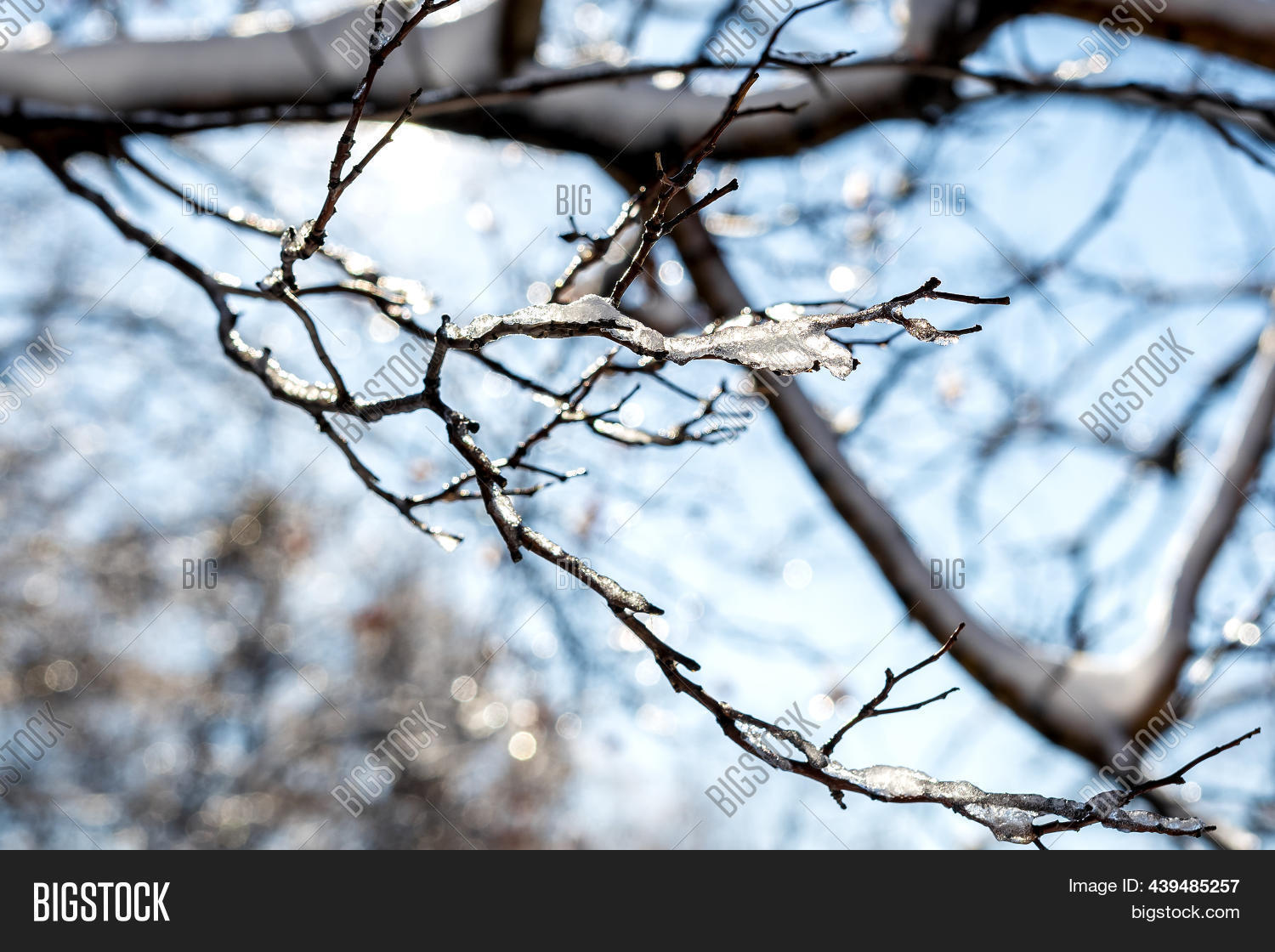 Tree Branch Covered Image & Photo (Free Trial) | Bigstock