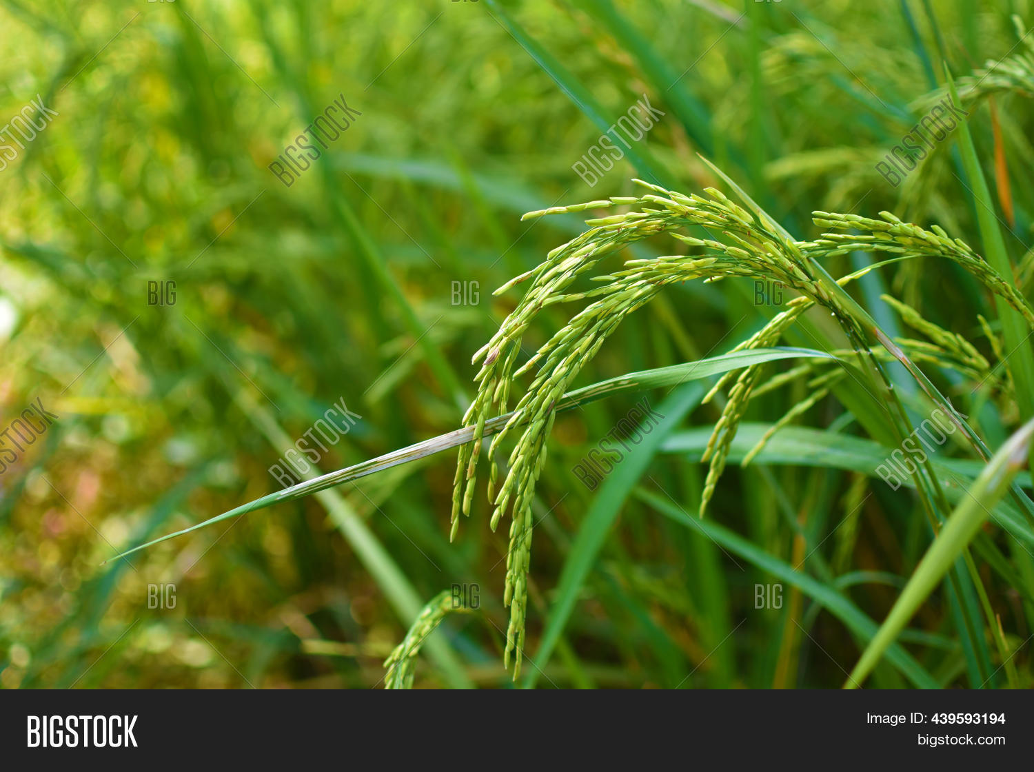 Green Rice Rice Field Image & Photo (Free Trial) | Bigstock