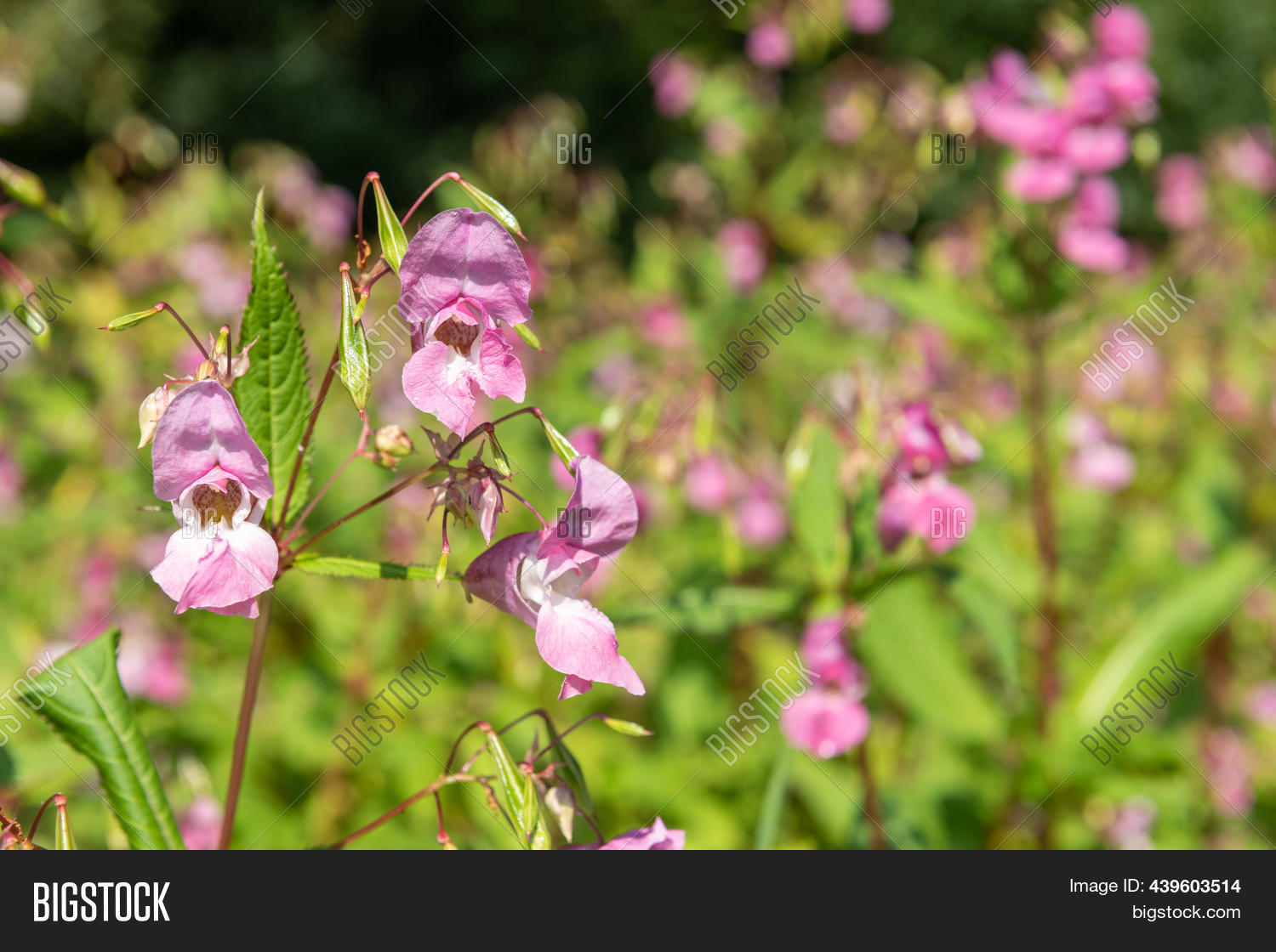Himalayan Balsam ( Image & Photo (Free Trial) | Bigstock
