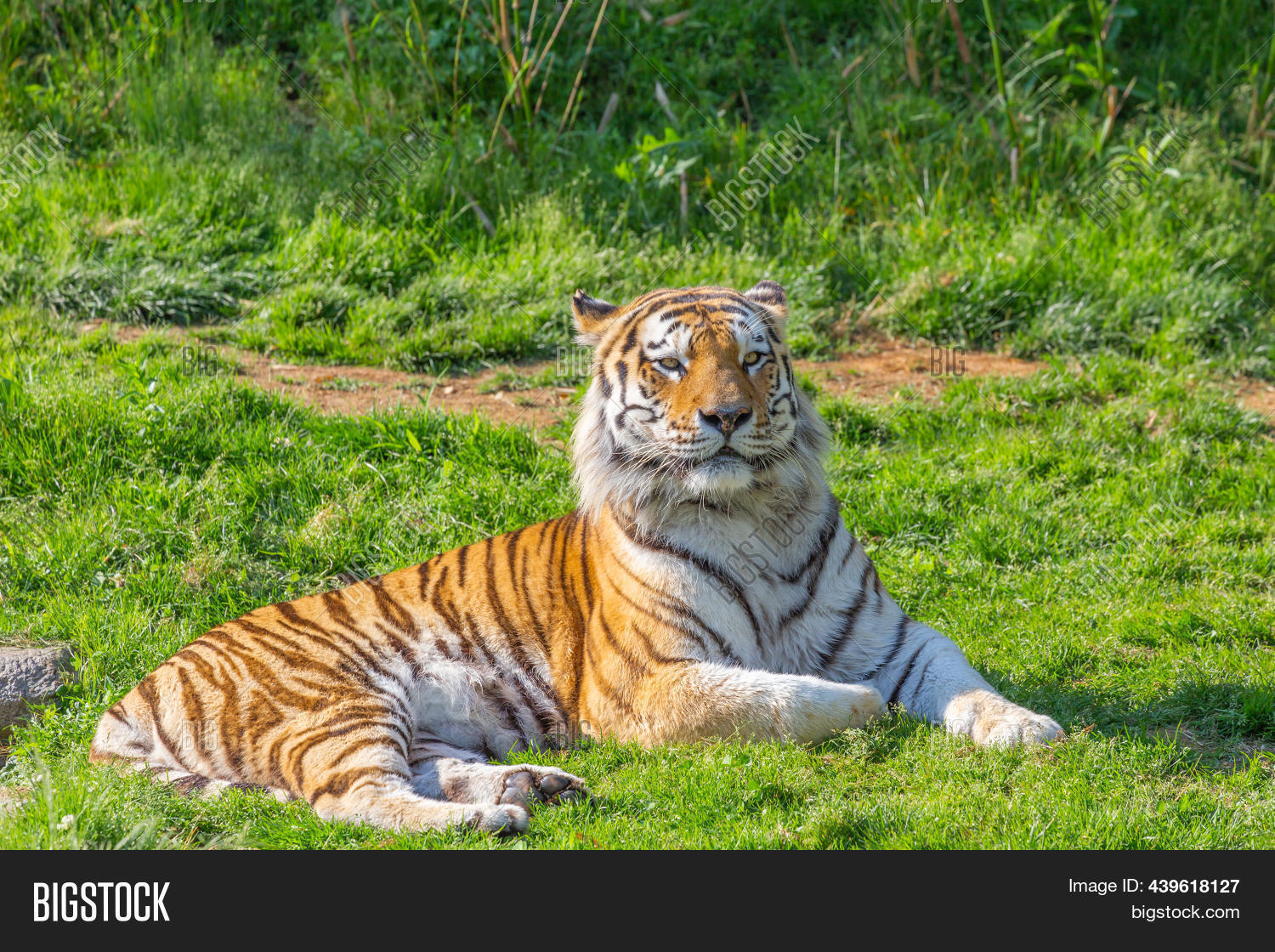 Angry Tiger Wildlife Image & Photo (Free Trial) | Bigstock