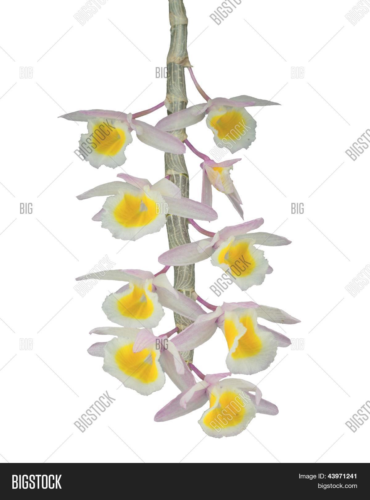 Dendrobium Primulinum Image & Photo (Free Trial) | Bigstock