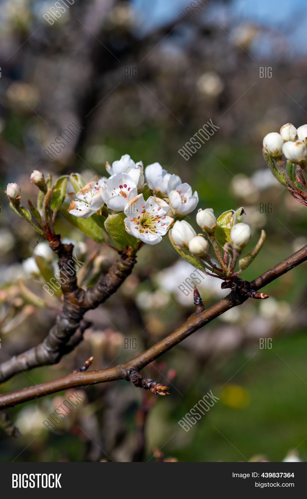 Begin Spring Blossom Image & Photo (Free Trial) | Bigstock