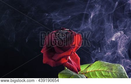 Fresh Red Rose Burned Image & Photo (Free Trial) | Bigstock