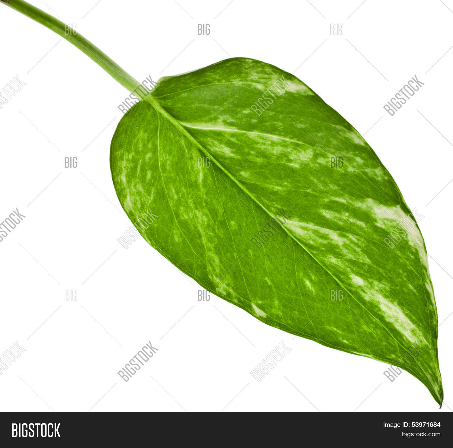 One Single Leaf Plant Image & Photo (Free Trial) | Bigstock
