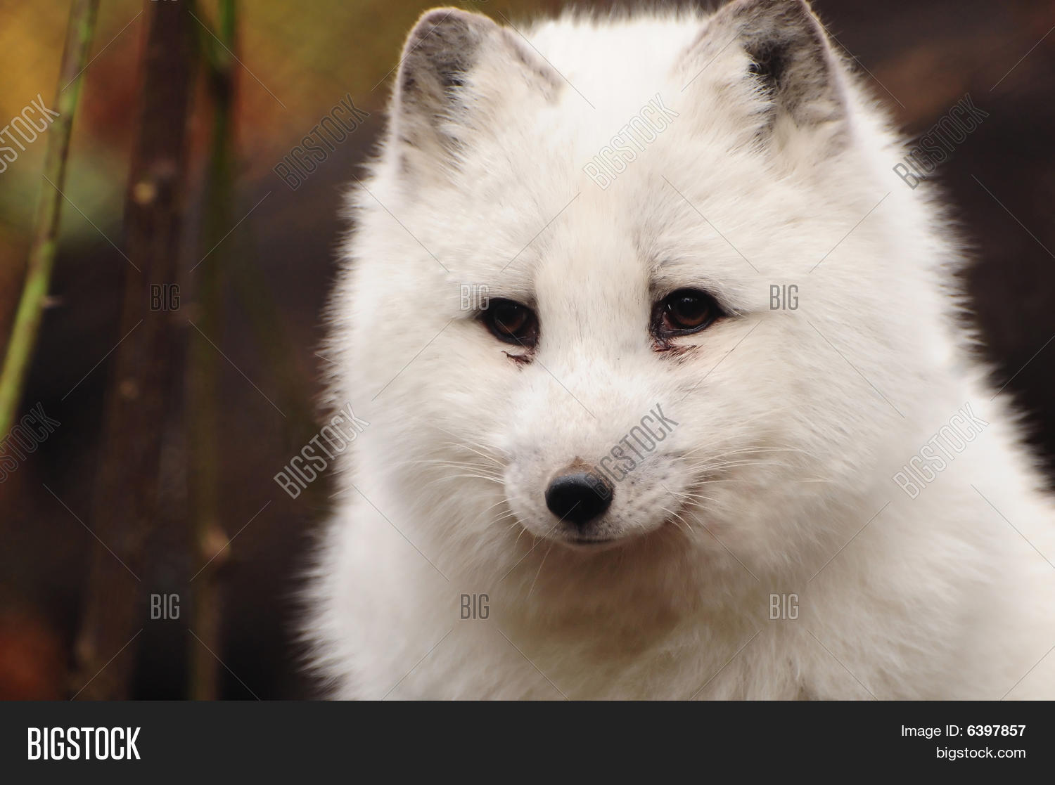 Arctic White Fox Image & Photo (Free Trial) | Bigstock