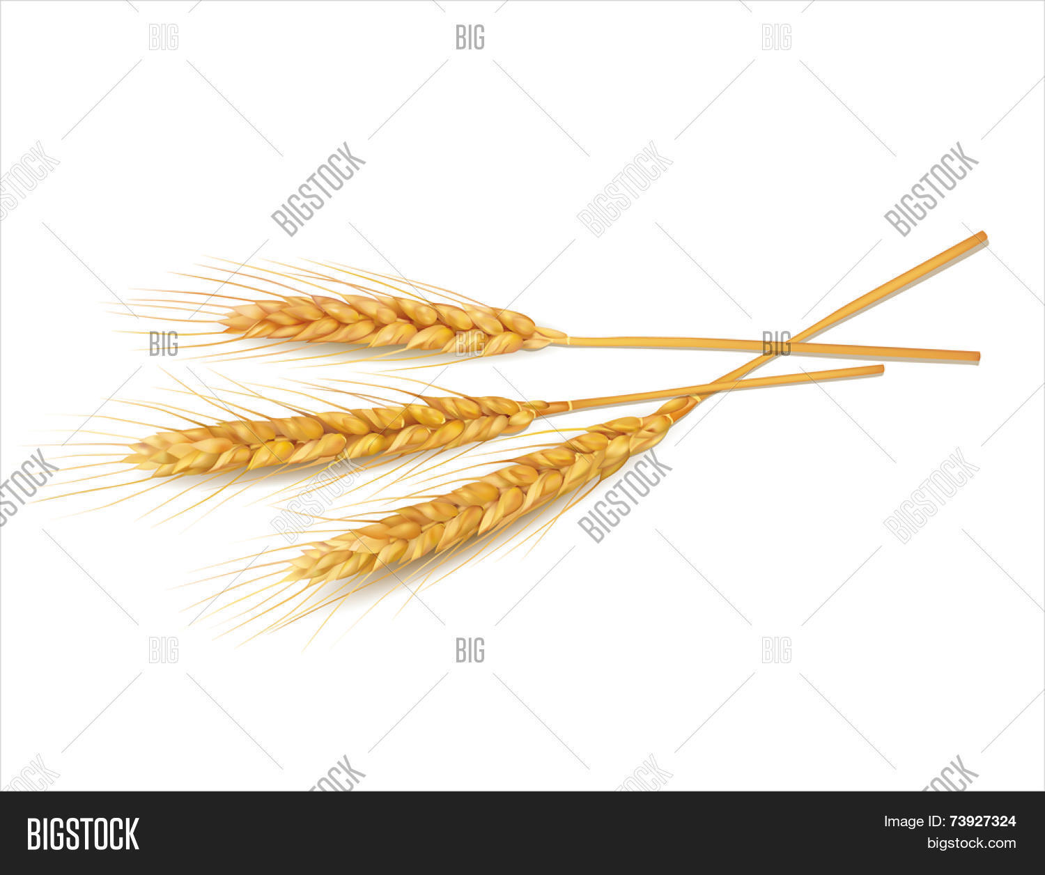 Wheat On White Vector & Photo (Free Trial) | Bigstock