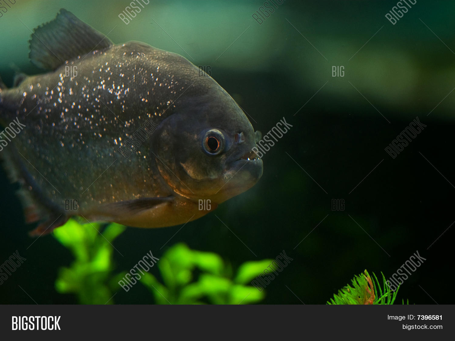 Big Grey Aquarium Image & Photo (Free Trial) | Bigstock