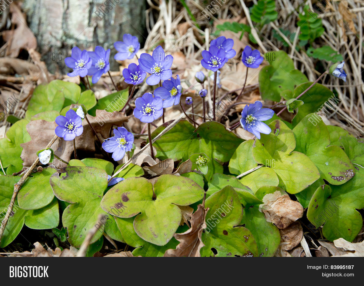Blue Wildflower Image & Photo (Free Trial) | Bigstock