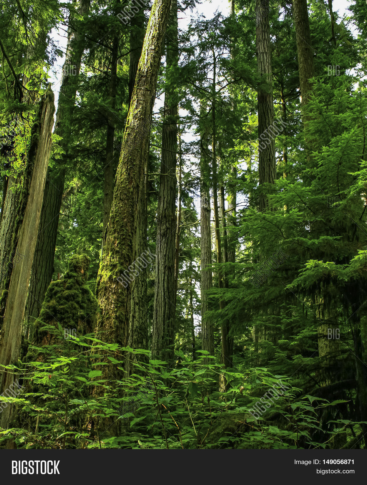 View Inside Forest Image & Photo (Free Trial) | Bigstock