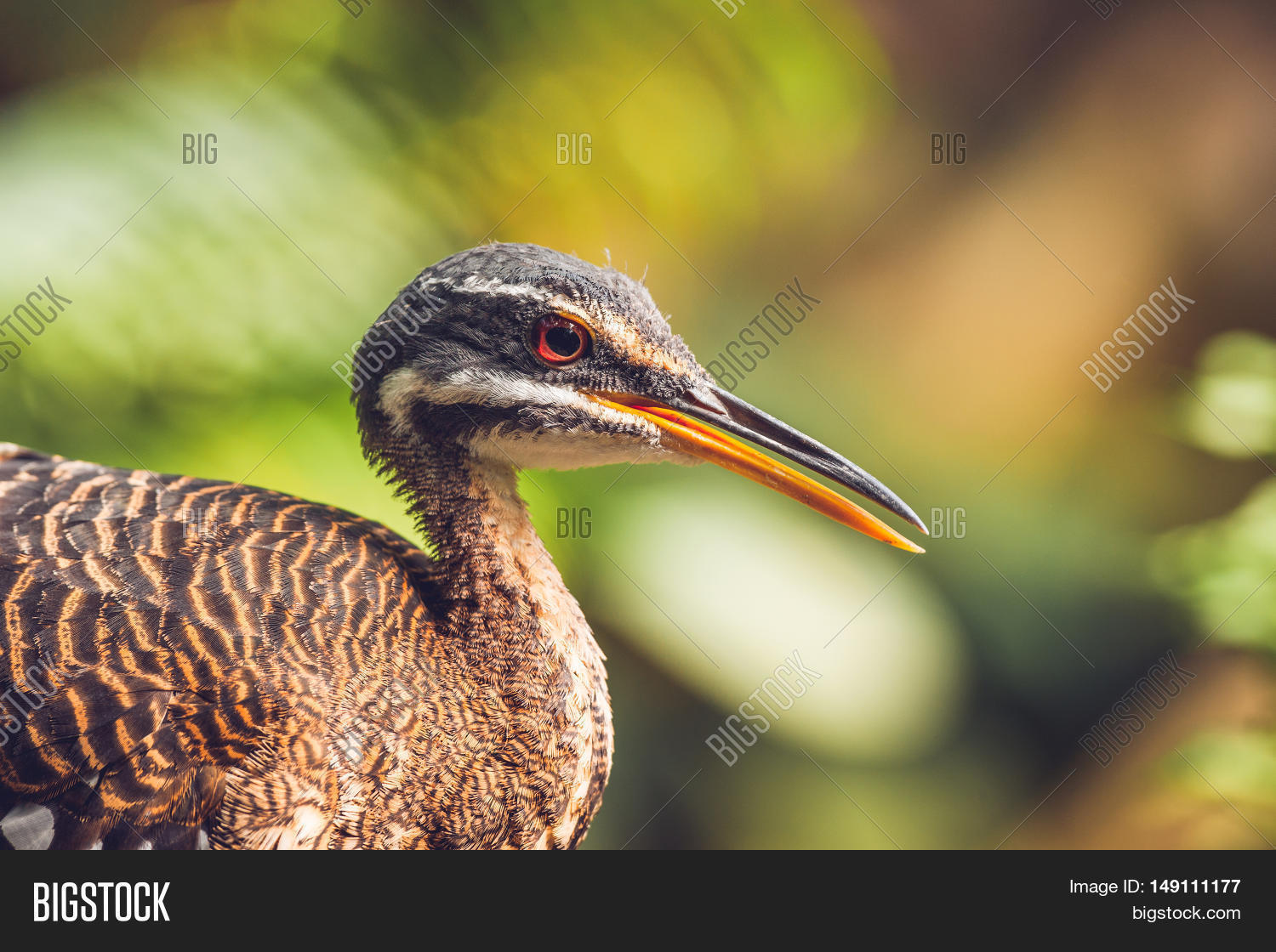 Close- Sunbittern Bird Image & Photo (Free Trial) | Bigstock
