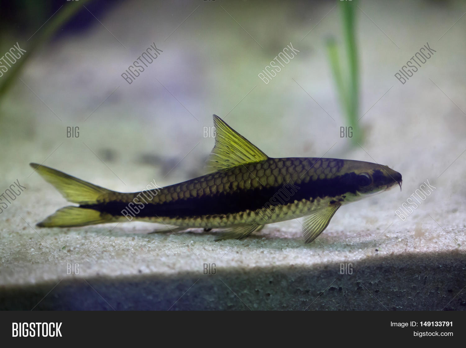 Red-algae Eater ( Image & Photo (Free Trial) | Bigstock