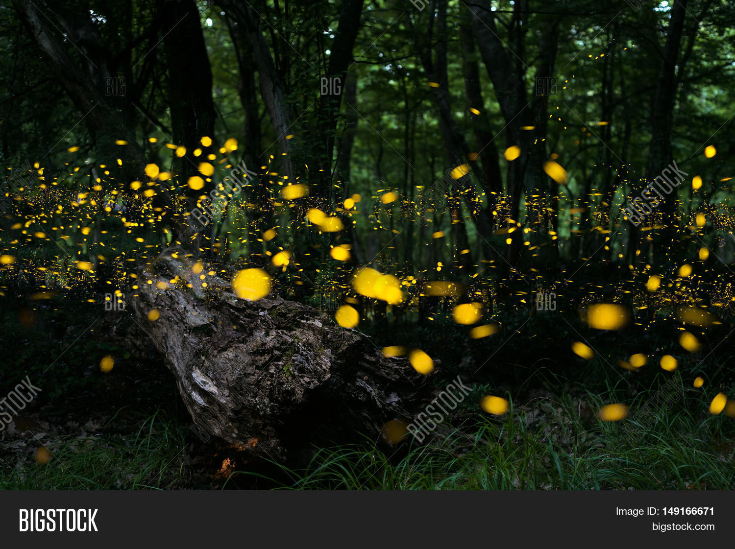Fireflies/ Night Image & Photo (Free Trial) | Bigstock