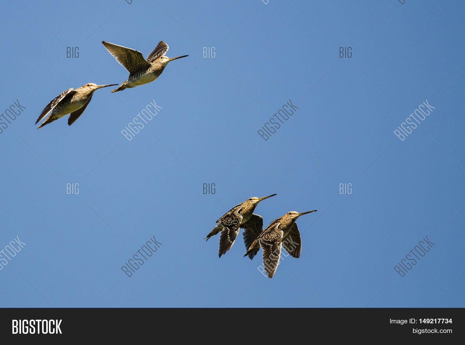 Four Wilson's Snipe Image & Photo (Free Trial) | Bigstock