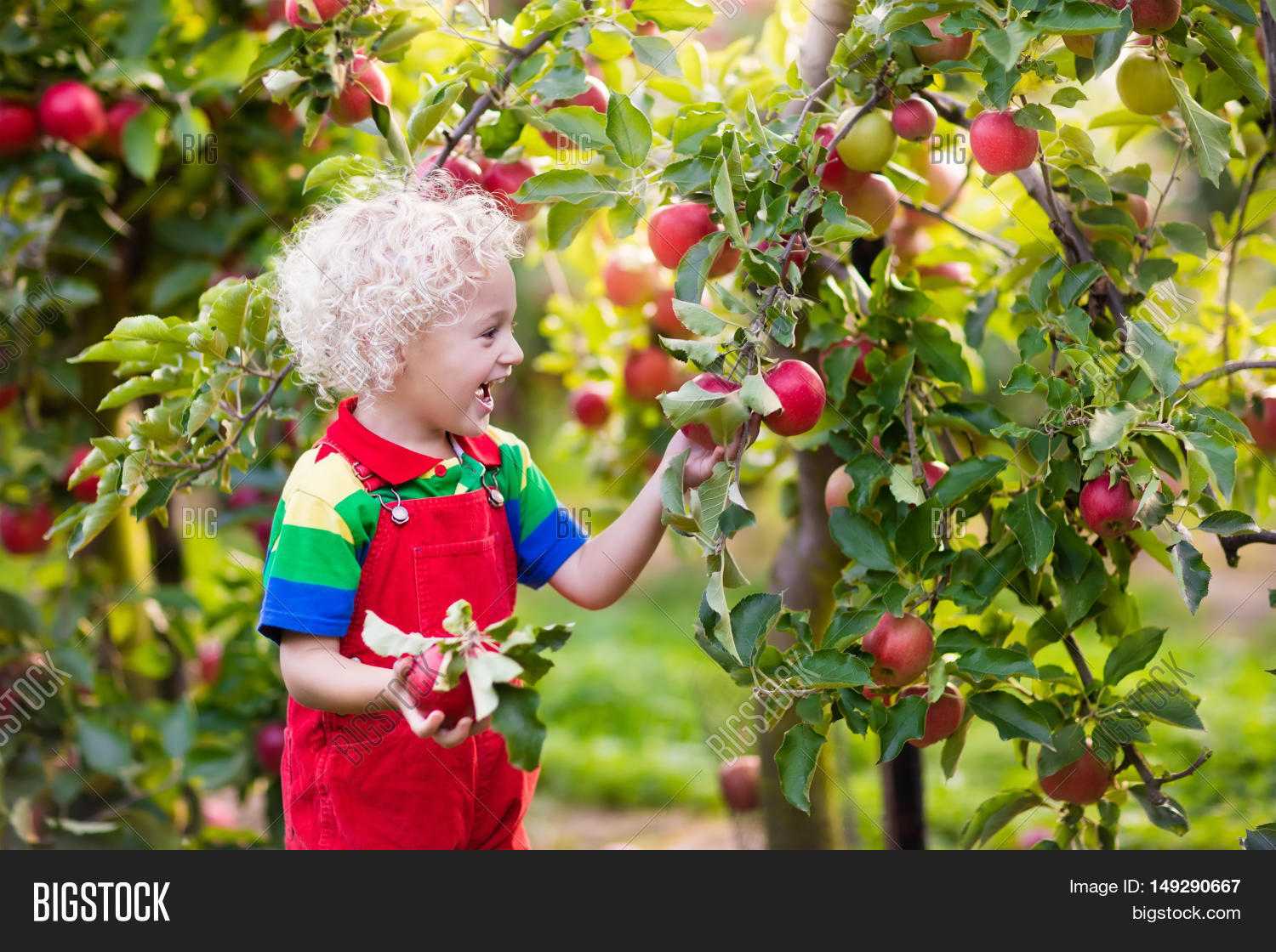 Child Picking Apples Image & Photo (Free Trial) | Bigstock