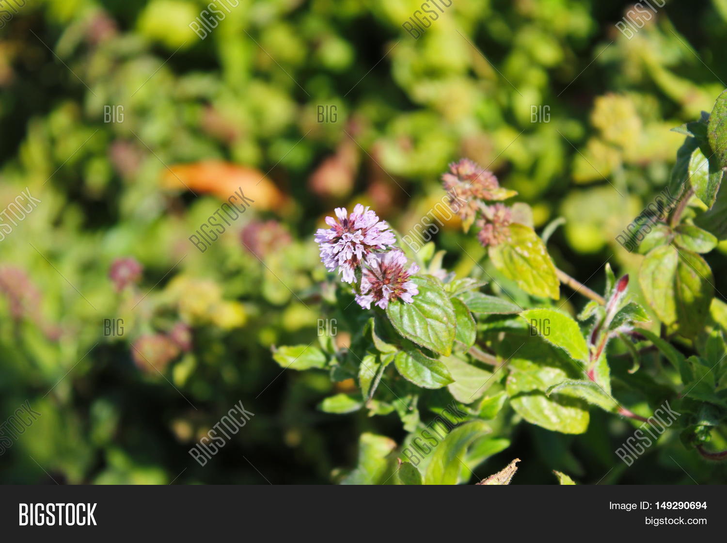 Wild Mint Flowers Image & Photo (Free Trial) | Bigstock