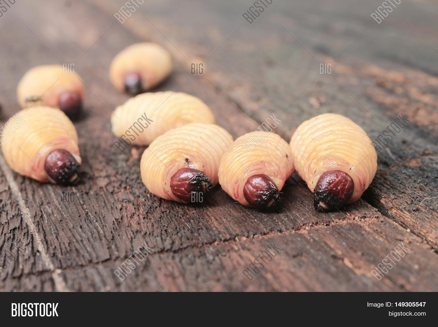 Sago Beetle Worm, Red Image & Photo (Free Trial) | Bigstock