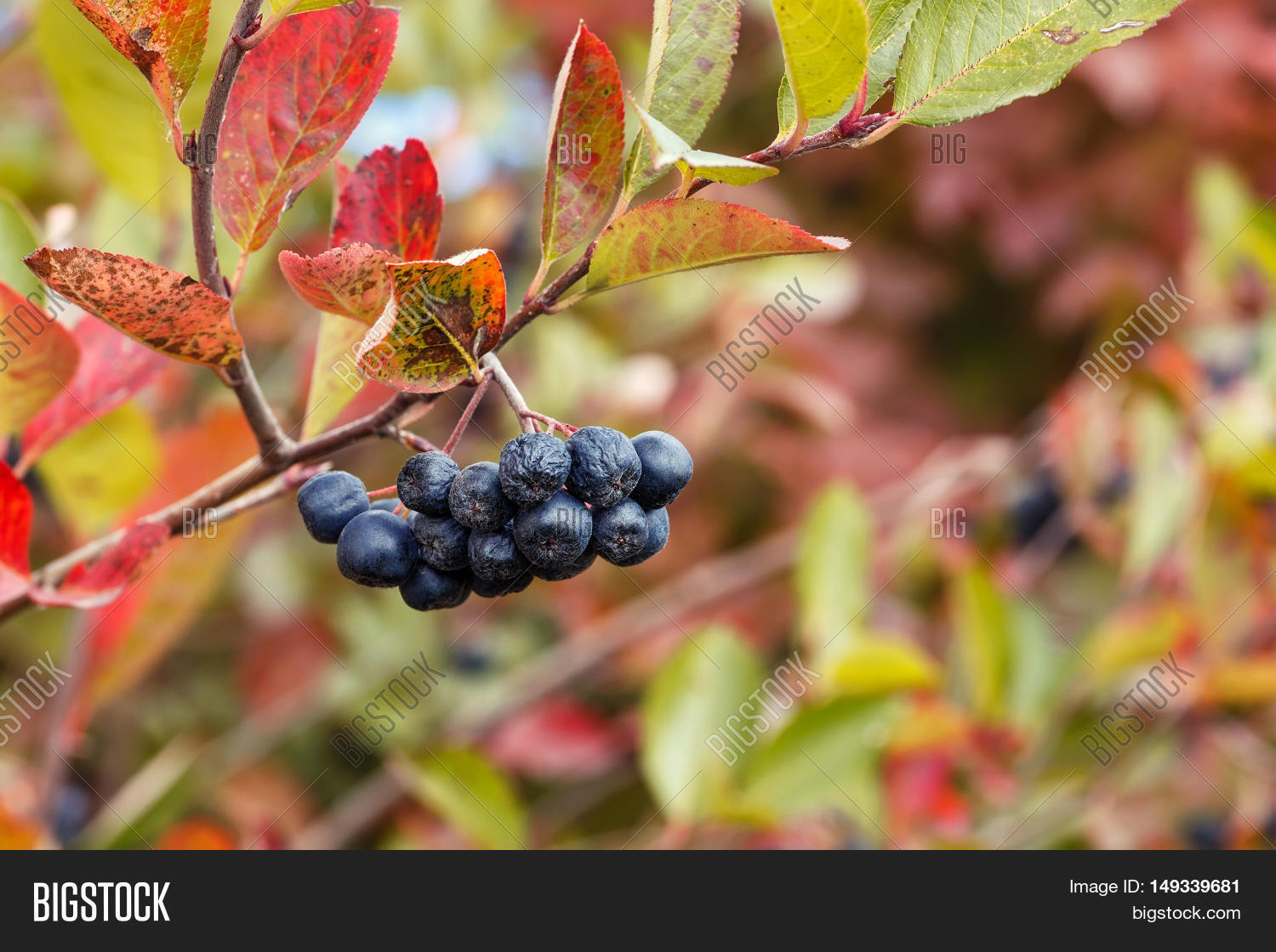 Ripe Chokeberry Autumn Image & Photo (Free Trial) | Bigstock