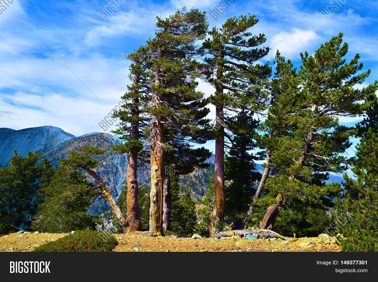 Pine Trees Shaped Image & Photo (Free Trial) | Bigstock