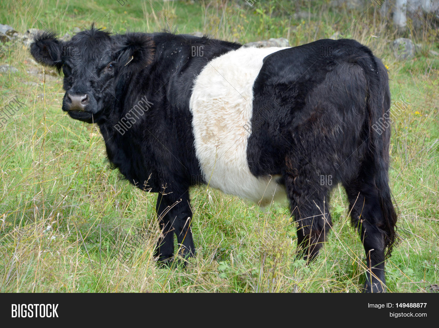 Belted Galloway Image & Photo (Free Trial) | Bigstock