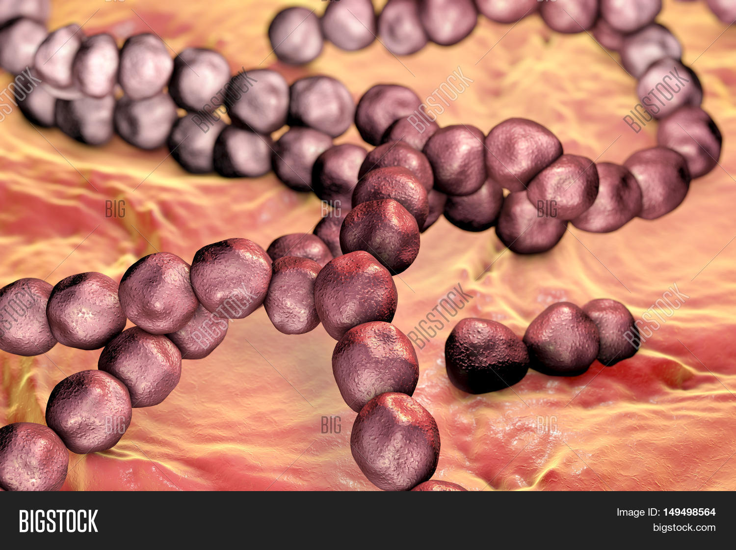 Streptococcus 图片和照片（免费试用） | Bigstock
