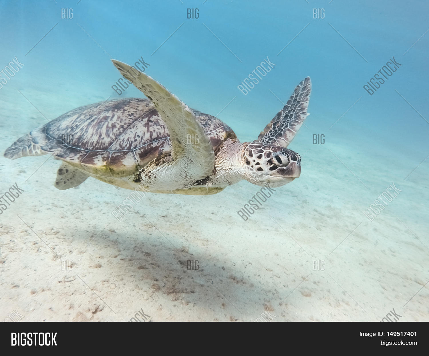 Green Sea Turtle Image & Photo (Free Trial) | Bigstock