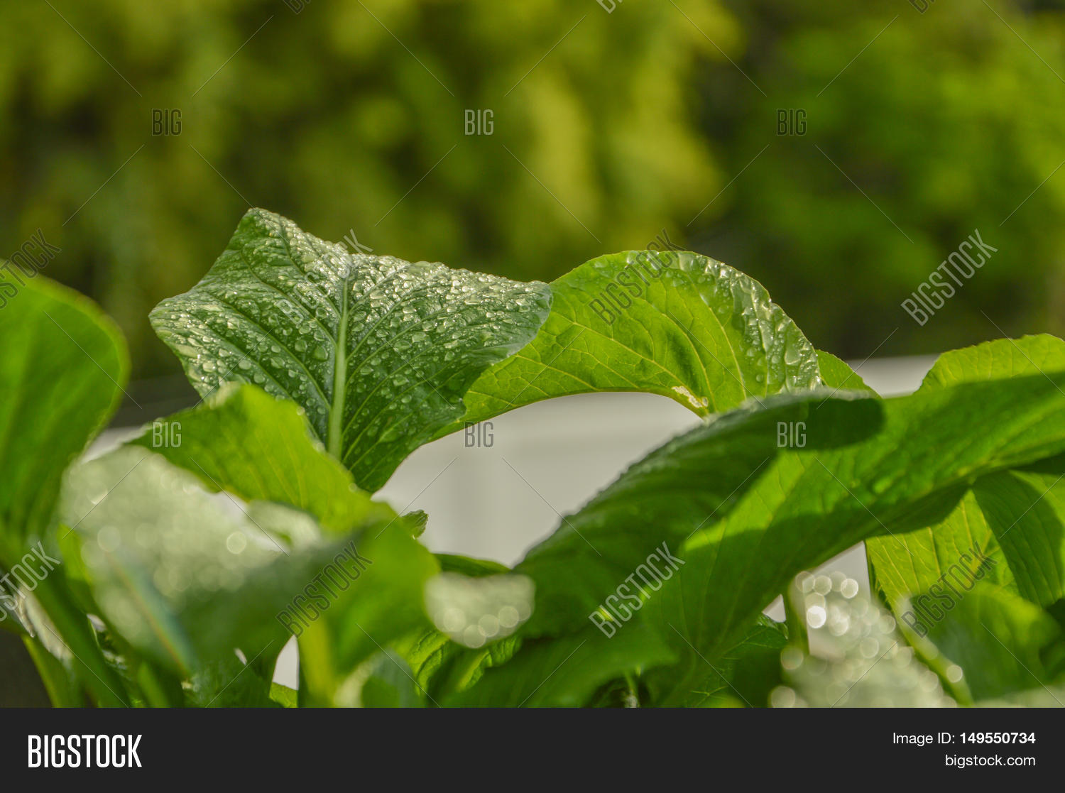 Very Popular Vegetable Image & Photo (Free Trial) | Bigstock