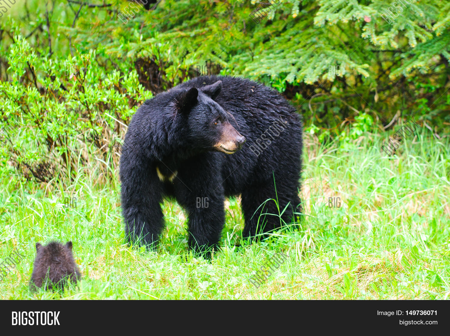 Black Bear Family Image & Photo (Free Trial) | Bigstock