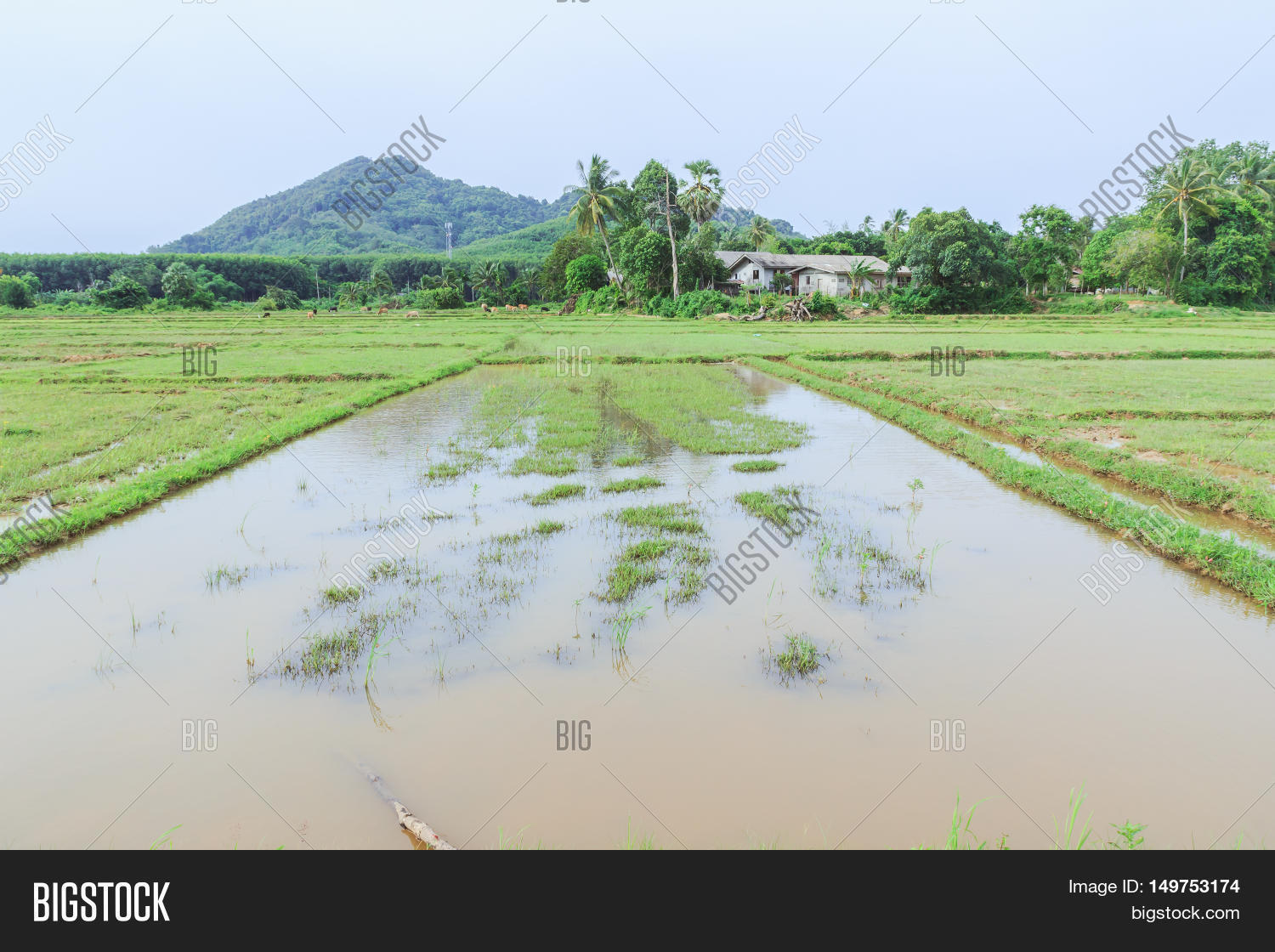 Rice Field Rain Water Image & Photo (Free Trial) | Bigstock