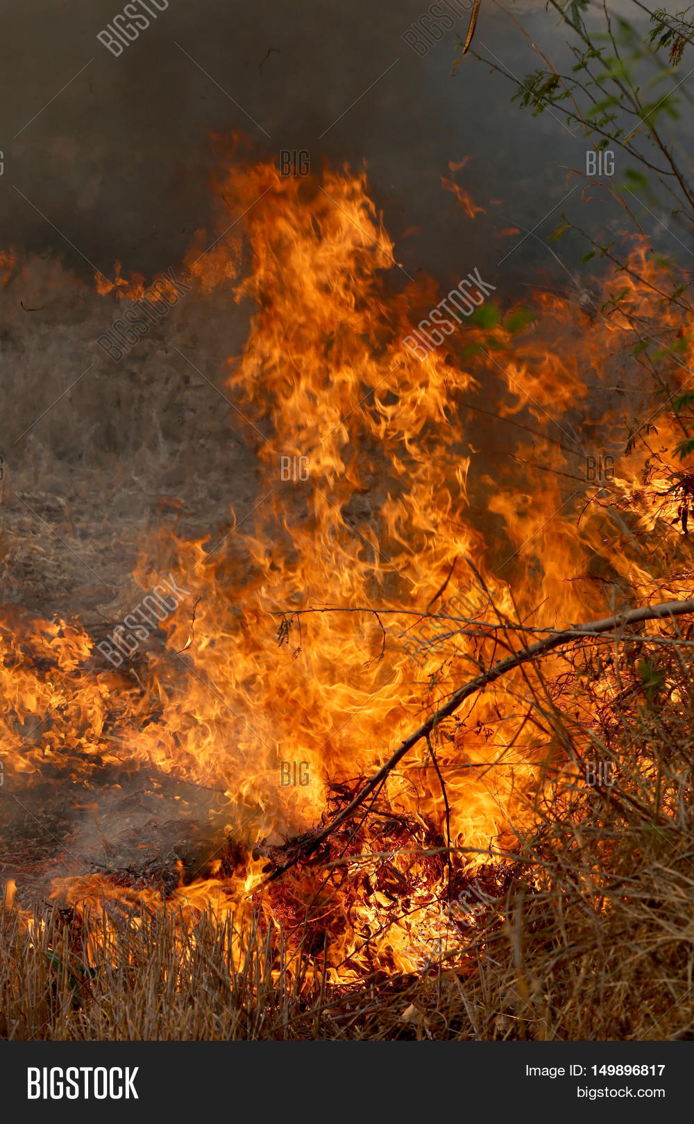 Summer Wildfires Image & Photo (Free Trial) | Bigstock