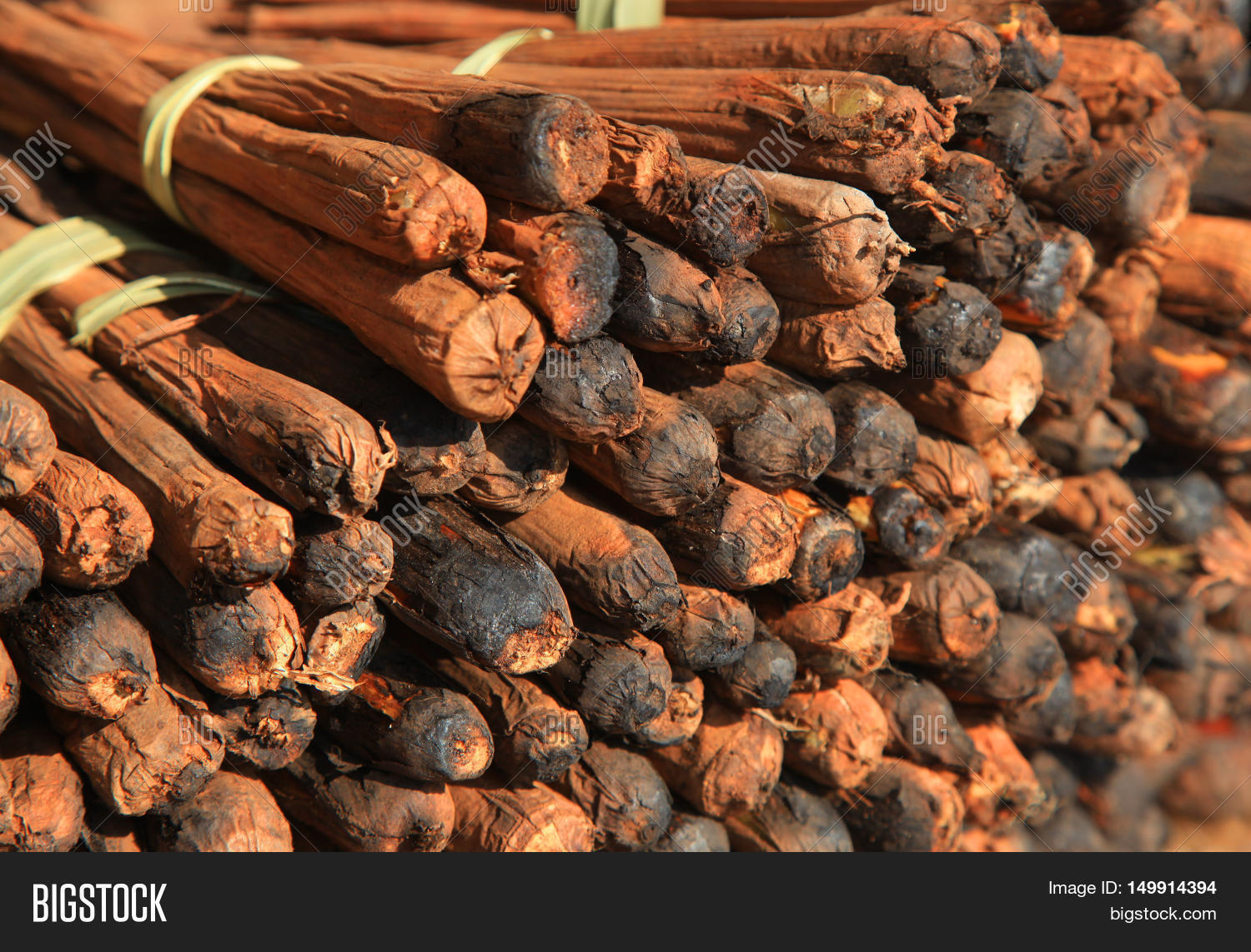 Tender Palm Shoots Image & Photo (Free Trial) | Bigstock