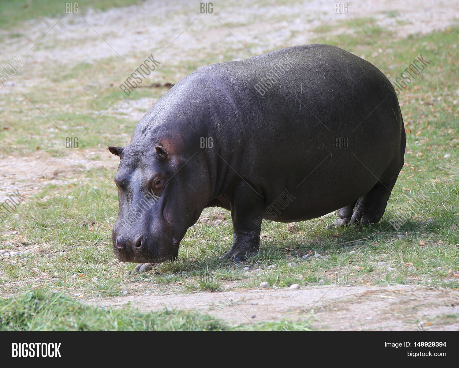 Heavy Hippo Shiny Skin Image & Photo (Free Trial) | Bigstock